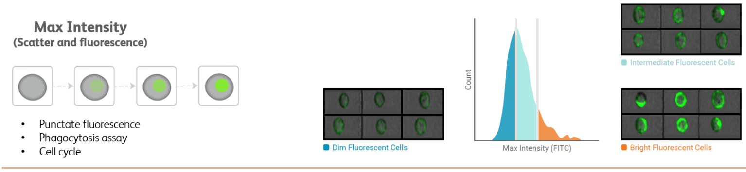 BD FACSDiscover S8 Data Analysis - FlowJo Documentation | FlowJo ...